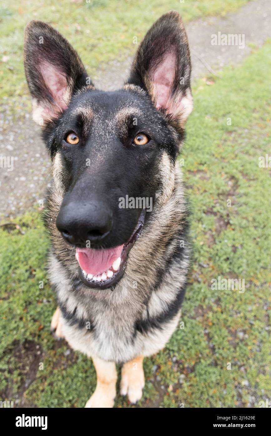 Top View of German Shepherd Dog face with open mouth displaying tongue ...