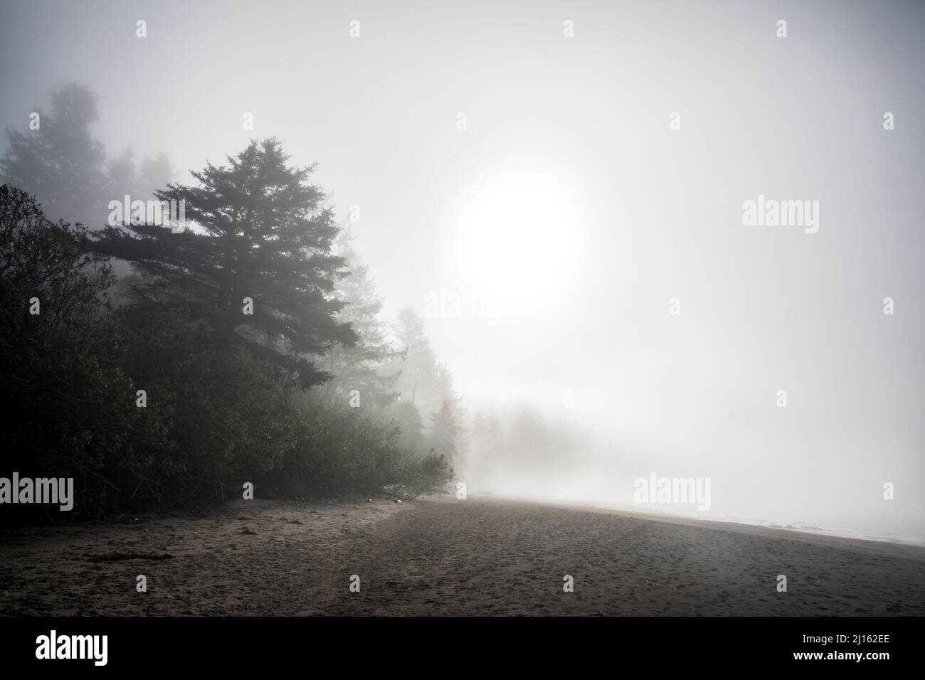 Toleak Point on the Olympic Coast on a foggy Spring morning, Washington ...