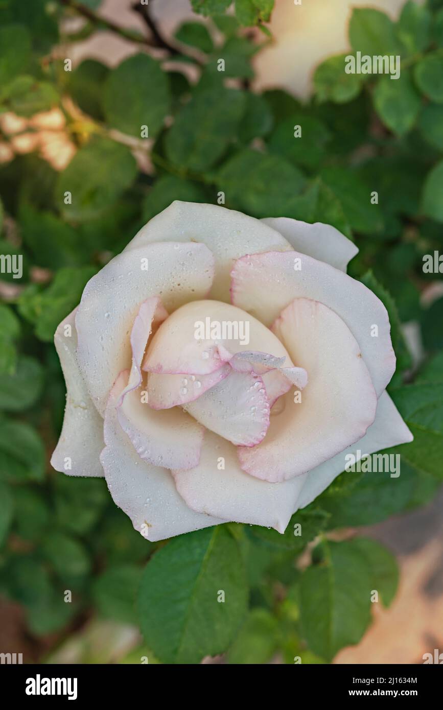 Close up of beautiful fresh white rose flower in green garden Stock ...