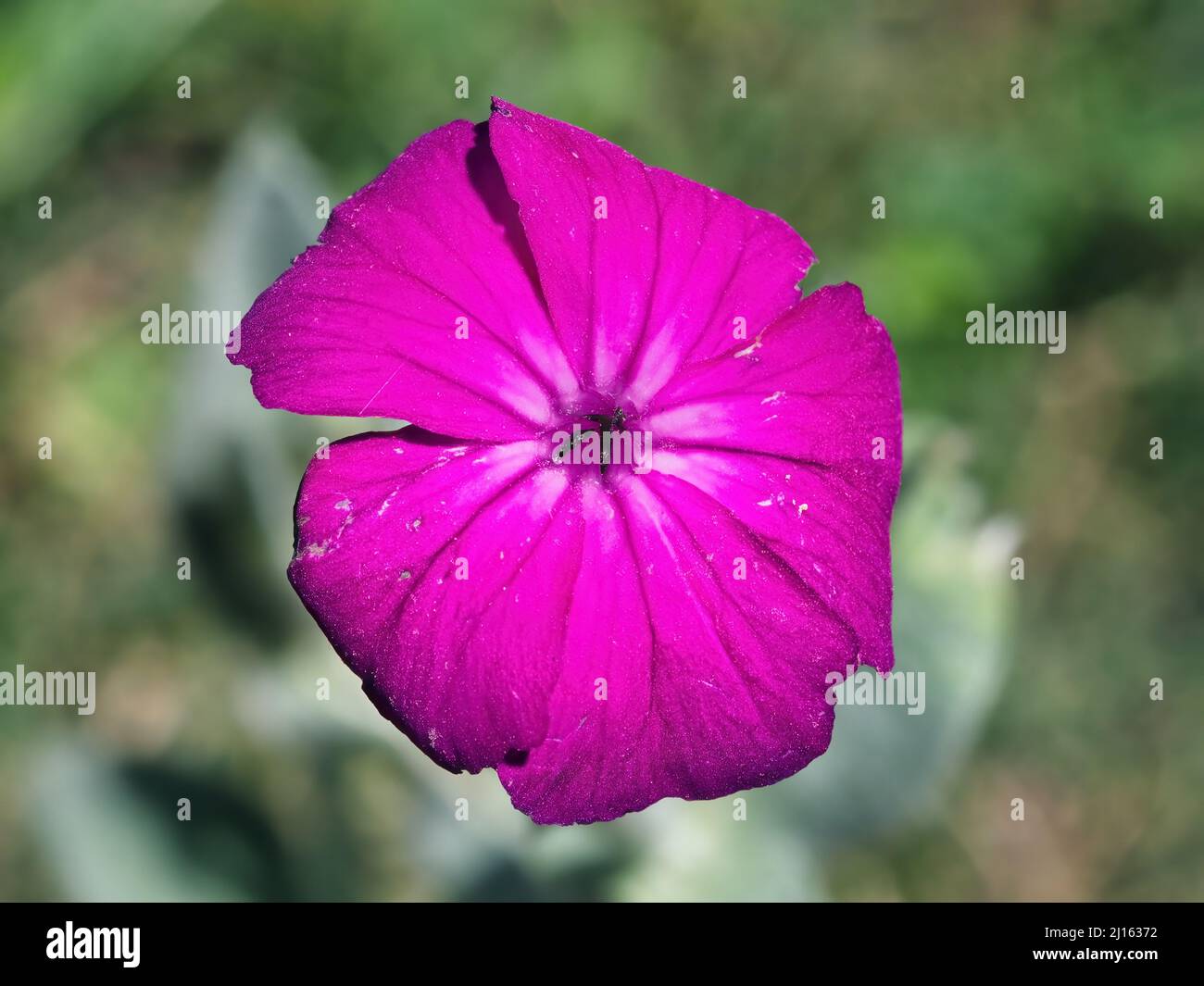 Lychnis coronaria plant hi-res stock photography and images - Alamy