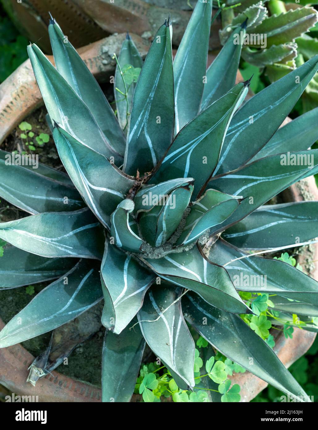 Agave ferdinandi-regis King of the agaves cactus Stock Photo - Alamy