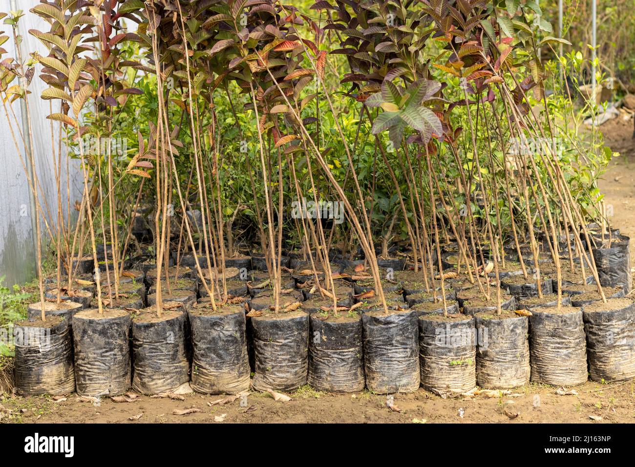 Seedlings of guava fruit tree in a plant nursery or greenhouse Stock ...