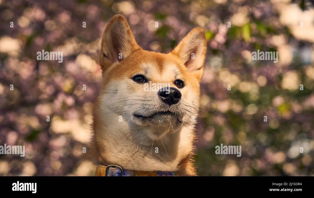 Proud Shiba Inu looks forward with blooming sakura behind him Stock ...