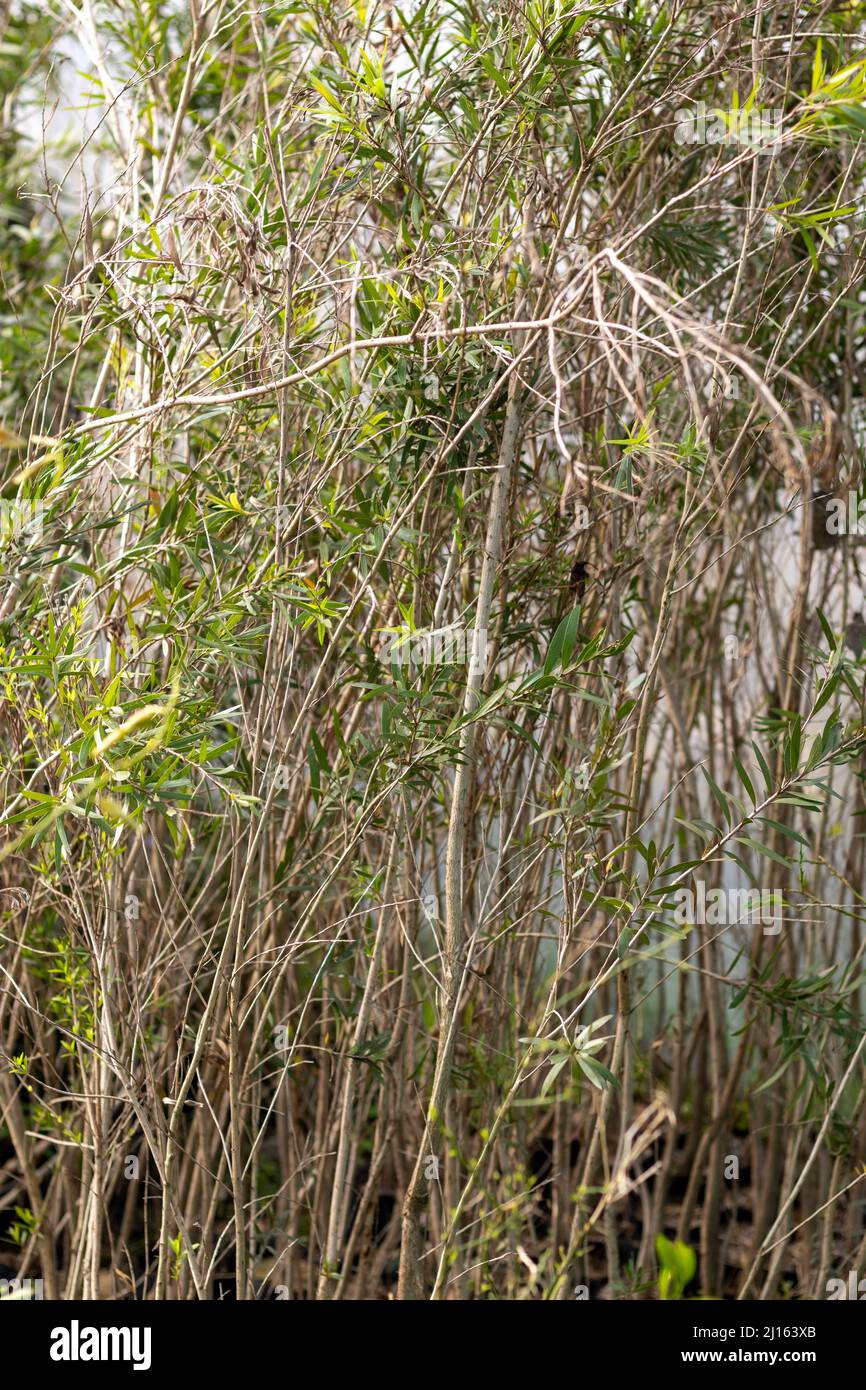 Lime green yellow bottle brush plants in a plant nursery Stock Photo ...