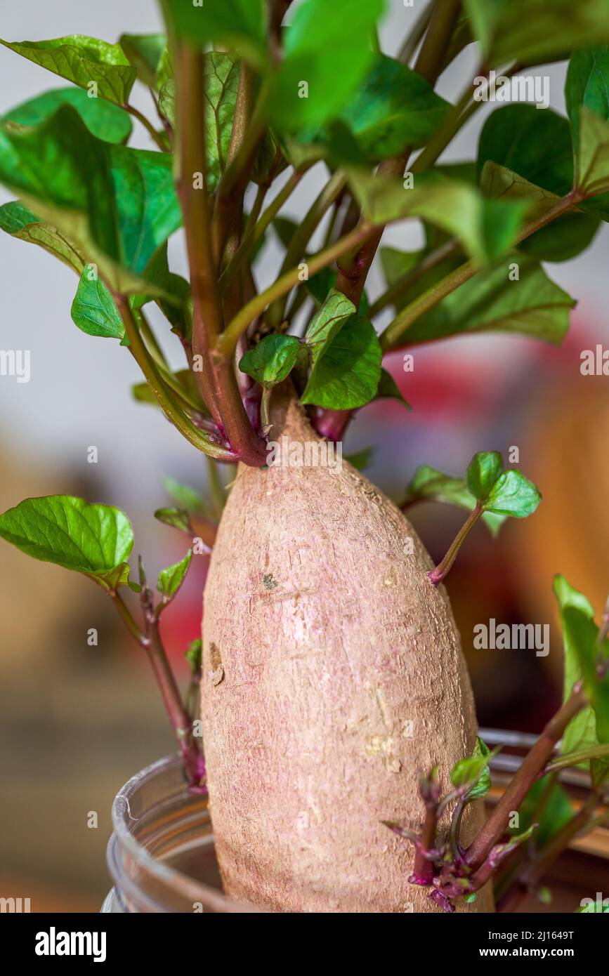 A sweet potato grown hydroponic plant pot Stock Photo - Alamy