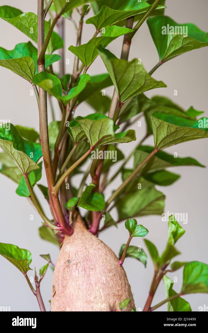 A sweet potato grown hydroponic plant pot Stock Photo - Alamy