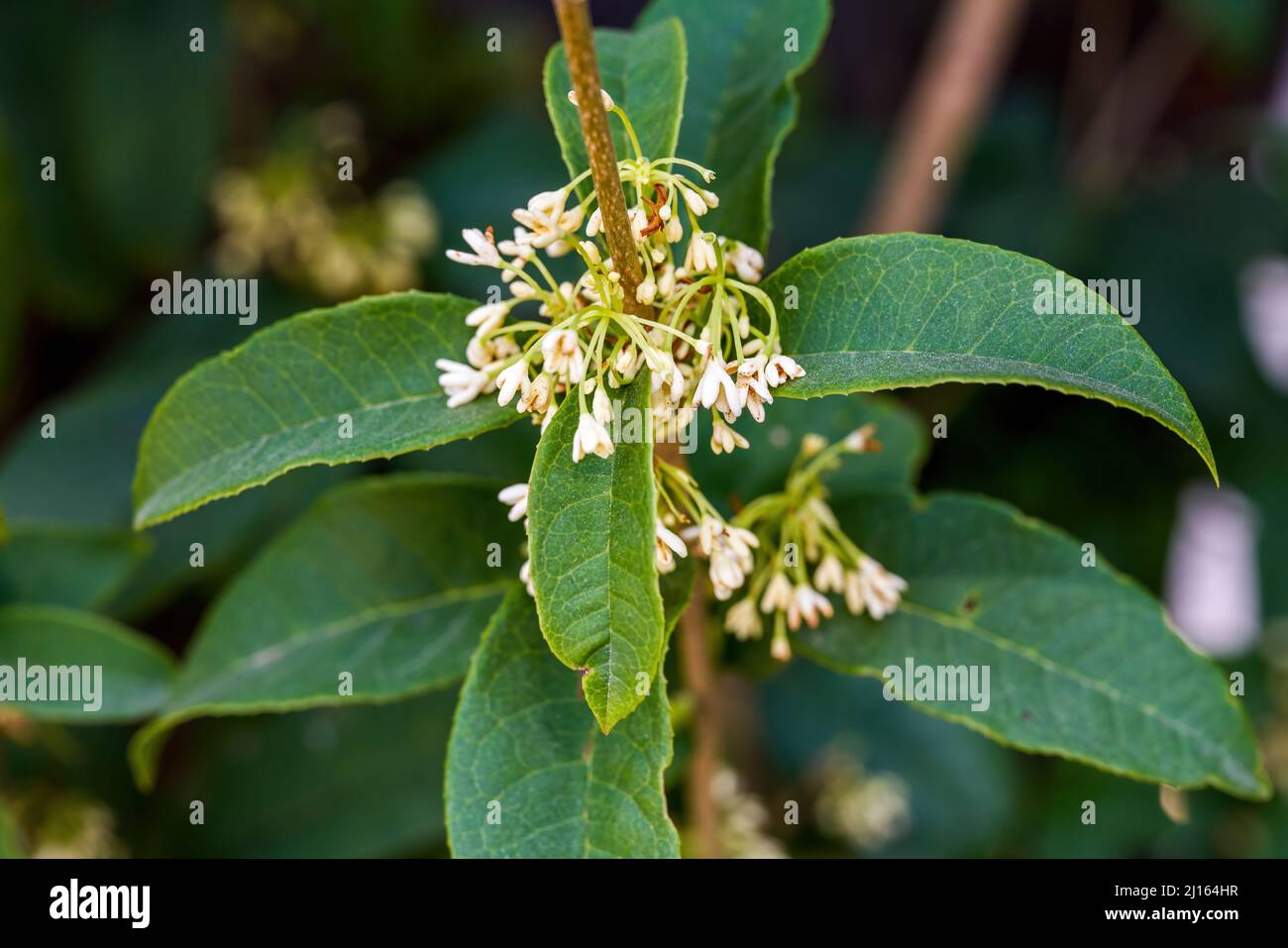 Osmanthus macro hi-res stock photography and images - Alamy