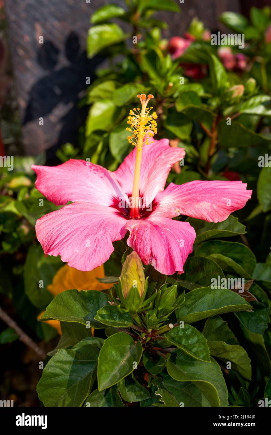 Close-up of a bunch of blooming Zhu Jin flowers in the park Stock Photo ...