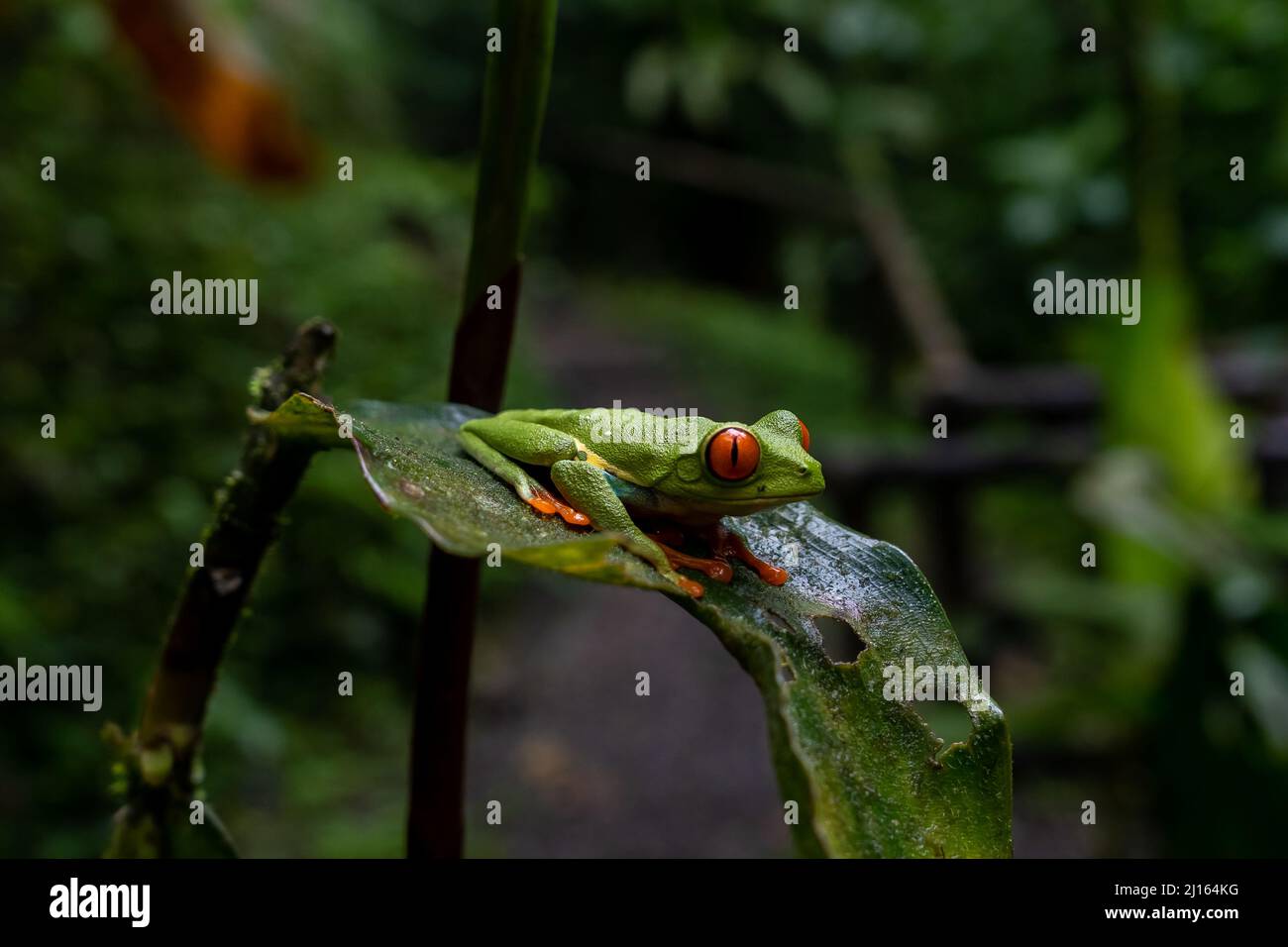 Close up view of a Beautiful red eye frog in the rain forest of Costa ...