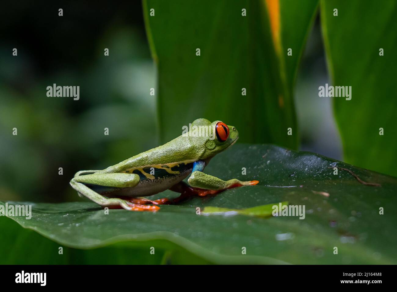 Close up view of a Beautiful red eye frog in the rain forest of Costa ...