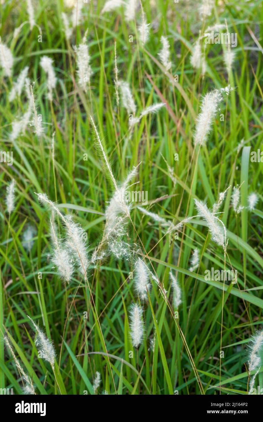 Reed grass flowers close-up on the water bank Stock Photo - Alamy