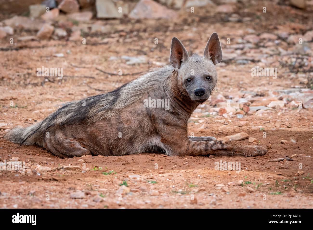 Striped Looking Wild Wolf