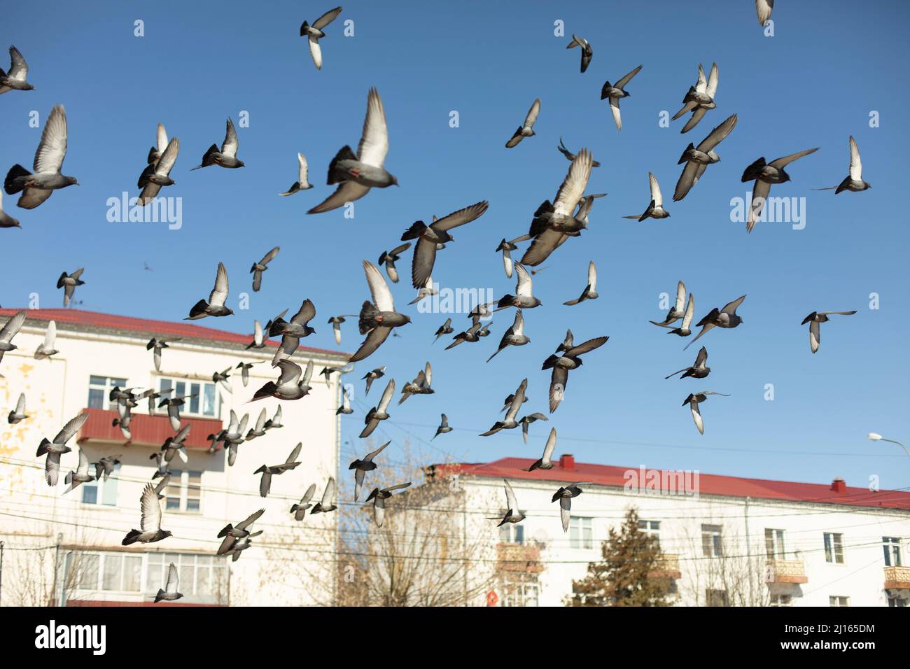 Pigeons in flight. Flock of pigeons in city. Birds in background of ...
