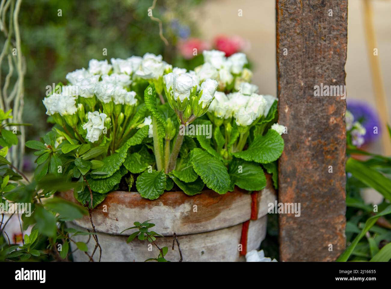Delicate white primrose in an old ceramic pot in the interior Stock ...