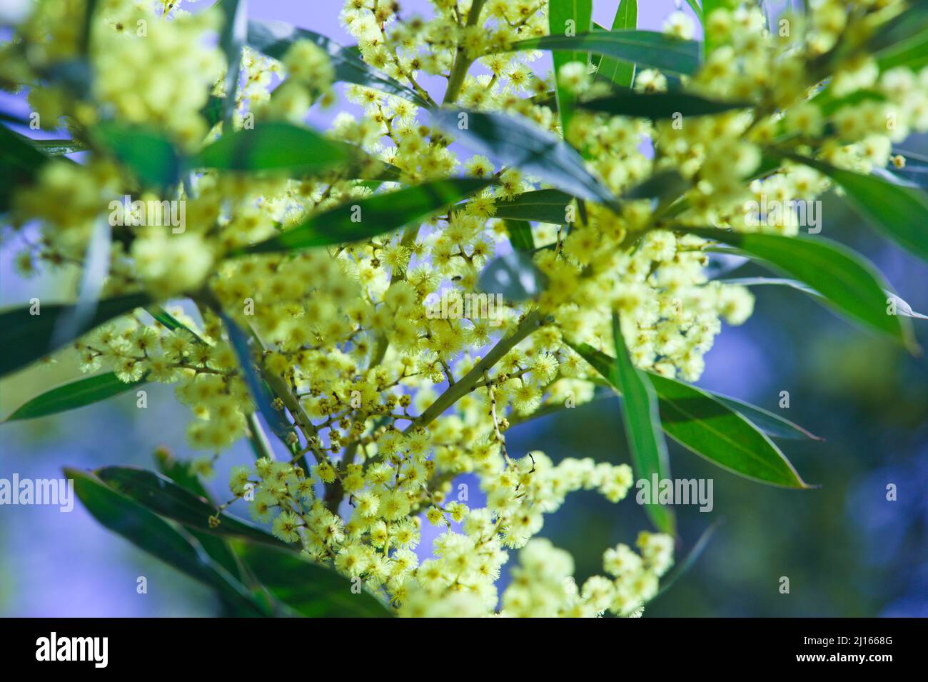 Close-up of Australian Yellow-flowering Red Stemmed Wattle shrub ...