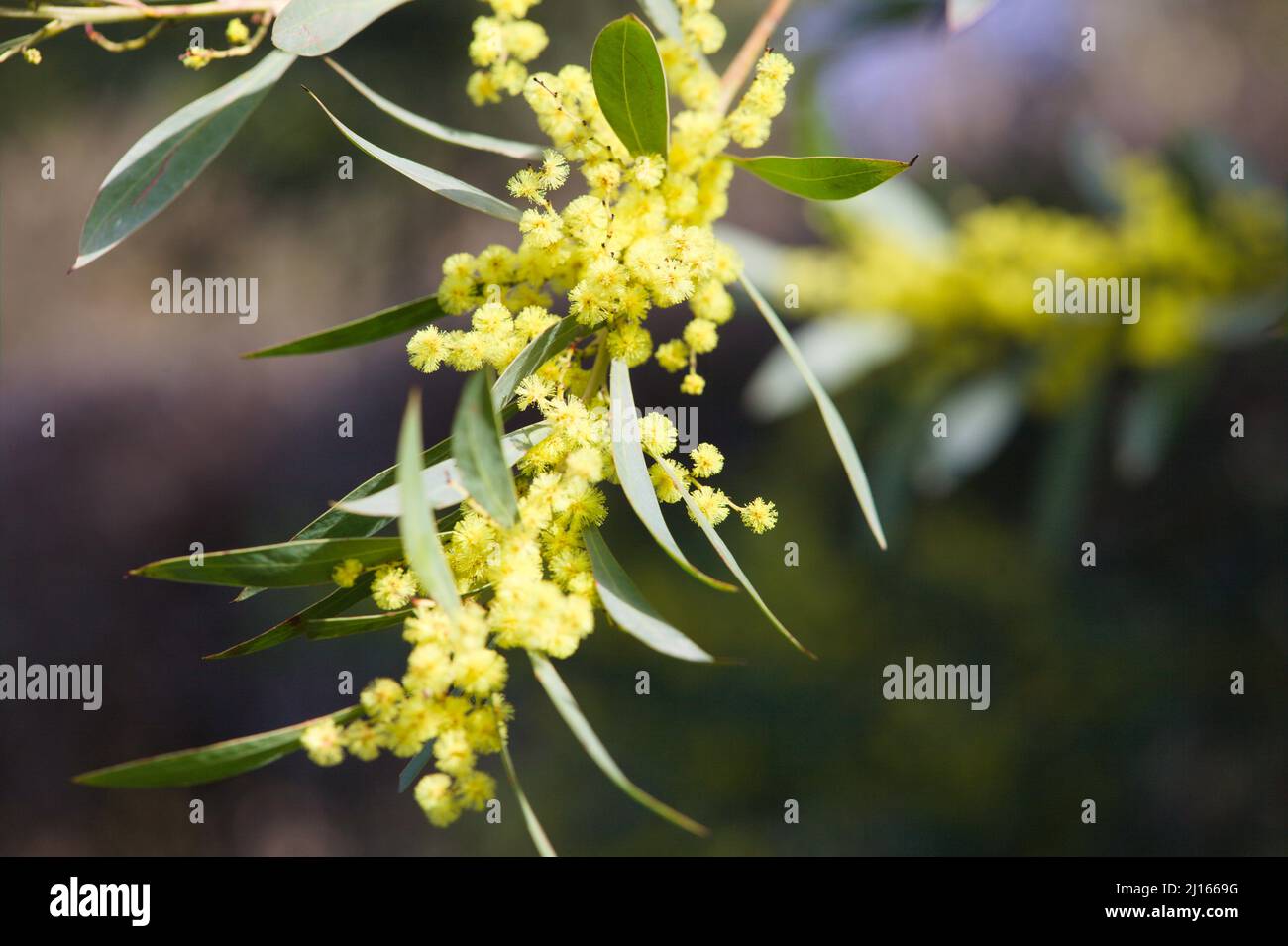 Acacia rubida hi-res stock photography and images - Alamy