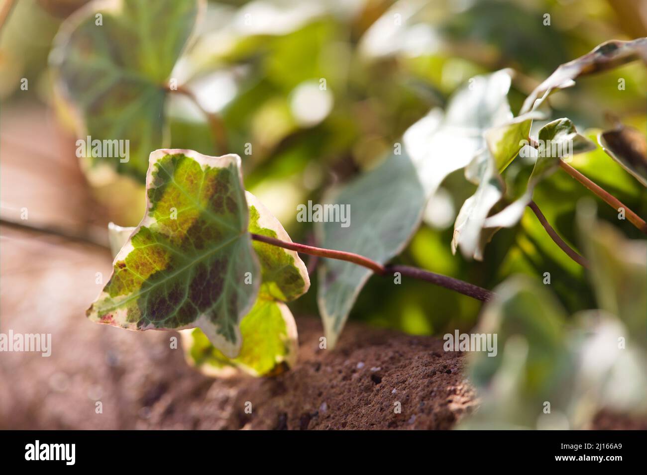 Ivy midas touch hi-res stock photography and images - Alamy