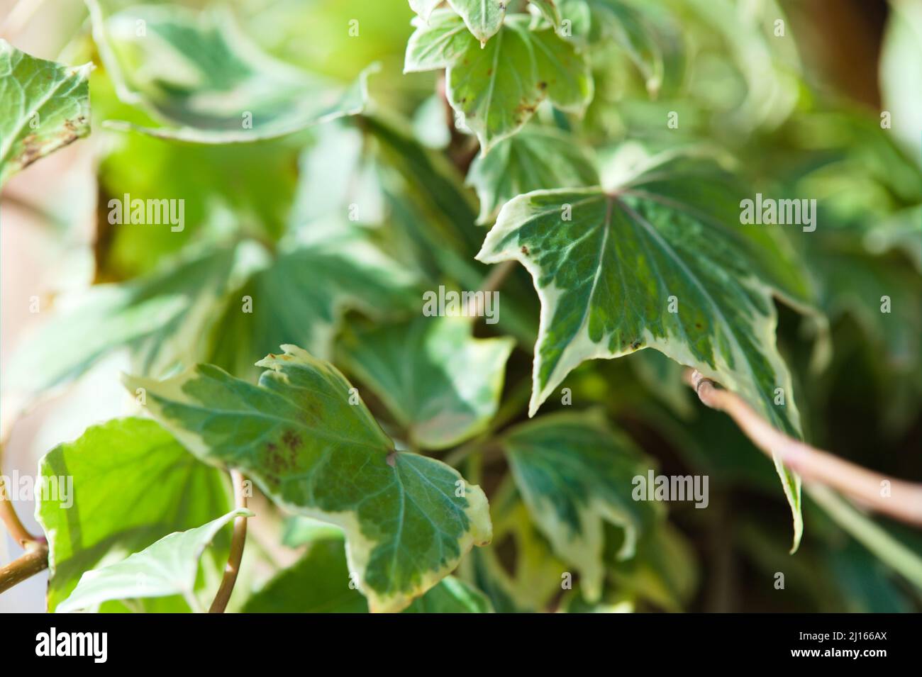 Hedera helix ,Midas Touch Stock Photo - Alamy