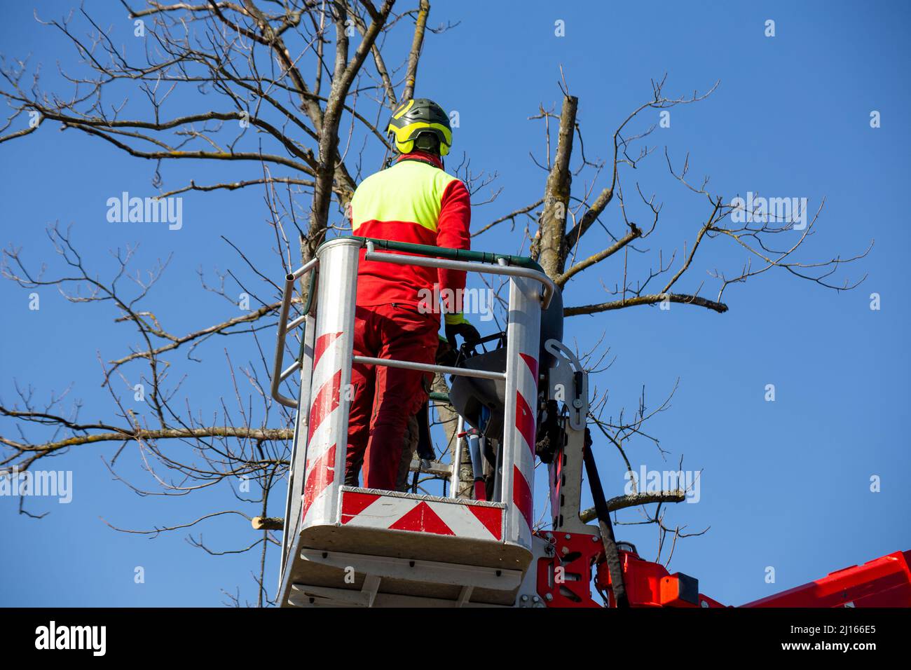 Man on the working platform pruning trees Stock Photo - Alamy