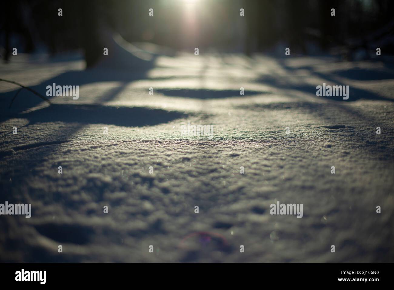 Sun in snow. Fly in woods. Snowdrift texture. Snowy winter. Details of ...