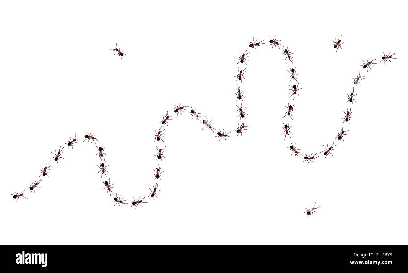 Brown worker ants trail line flat style design vector illustration ...