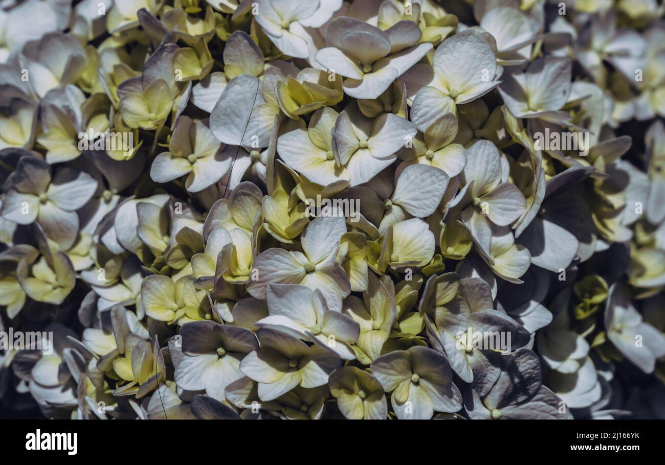 Abstract real beauty nature background. Shadow dark pink purple blue ...