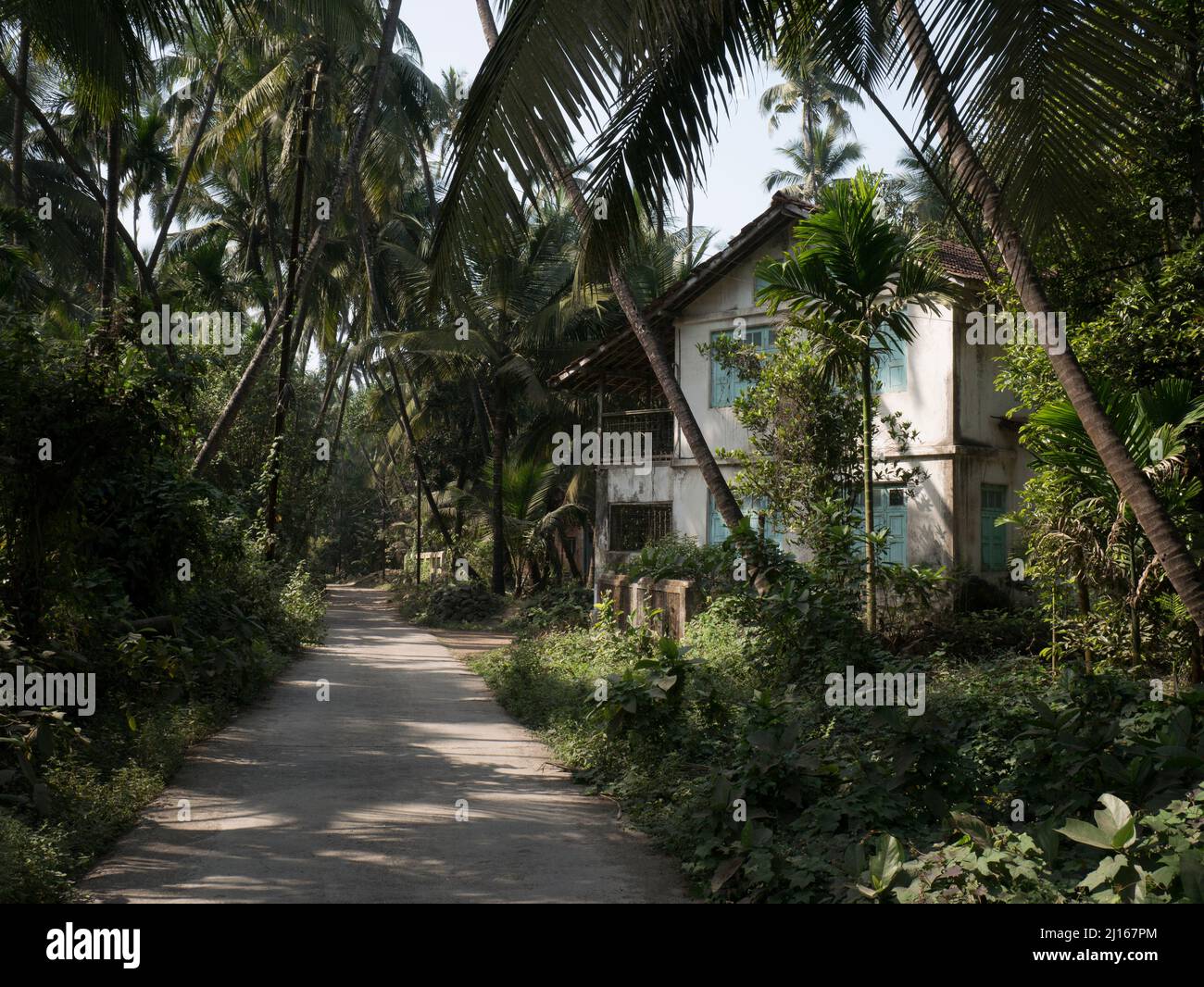 Tiled roof House sarrounded by Palm trees at Revdanda near Alibag state ...