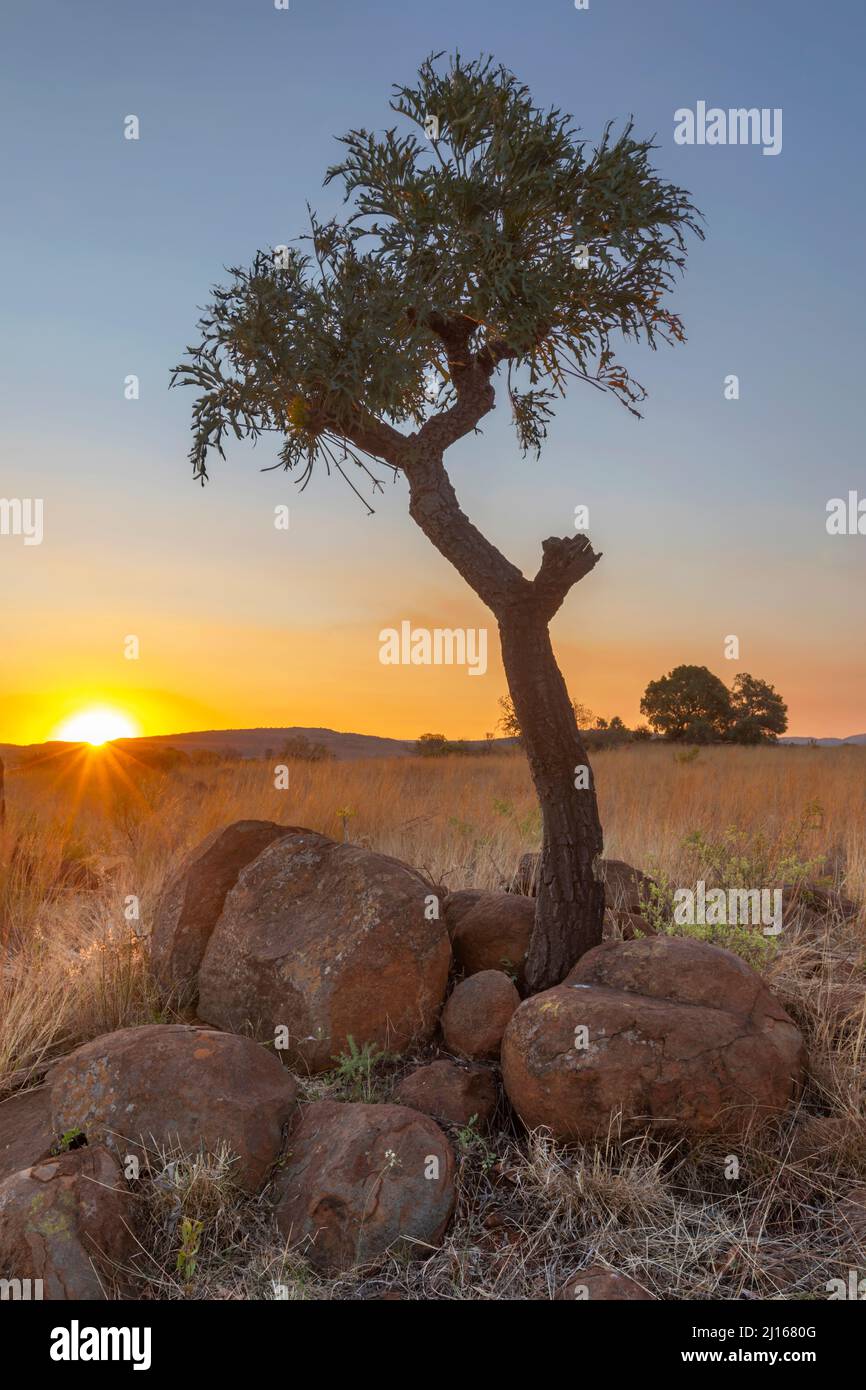 Cabbage Planting Guide South Africa at Veronica Hiatt blog