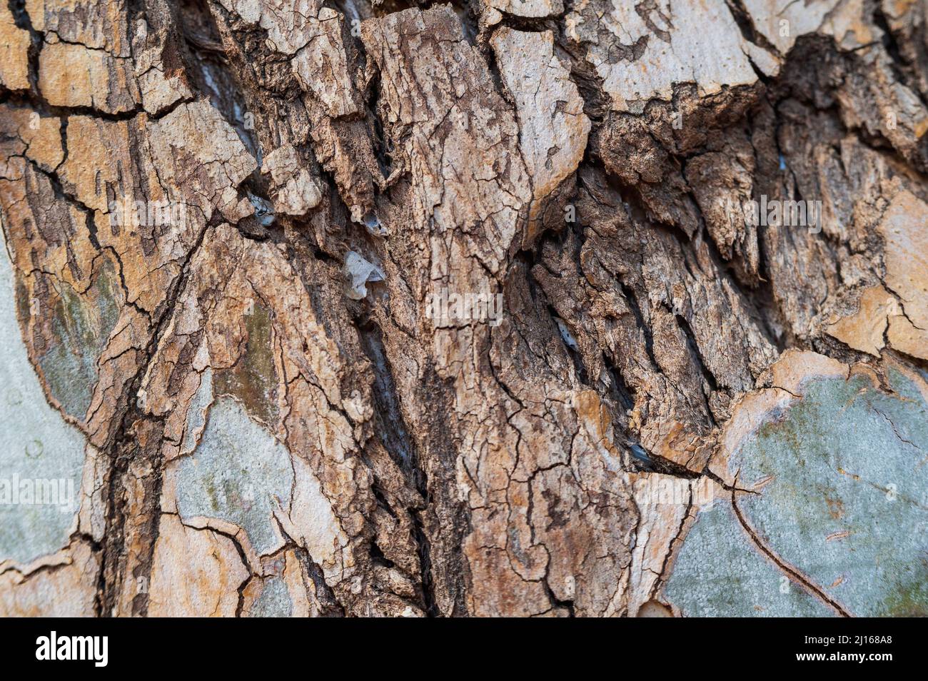 Textured Gum tree Bark euqualipt for background or screen saver close ...