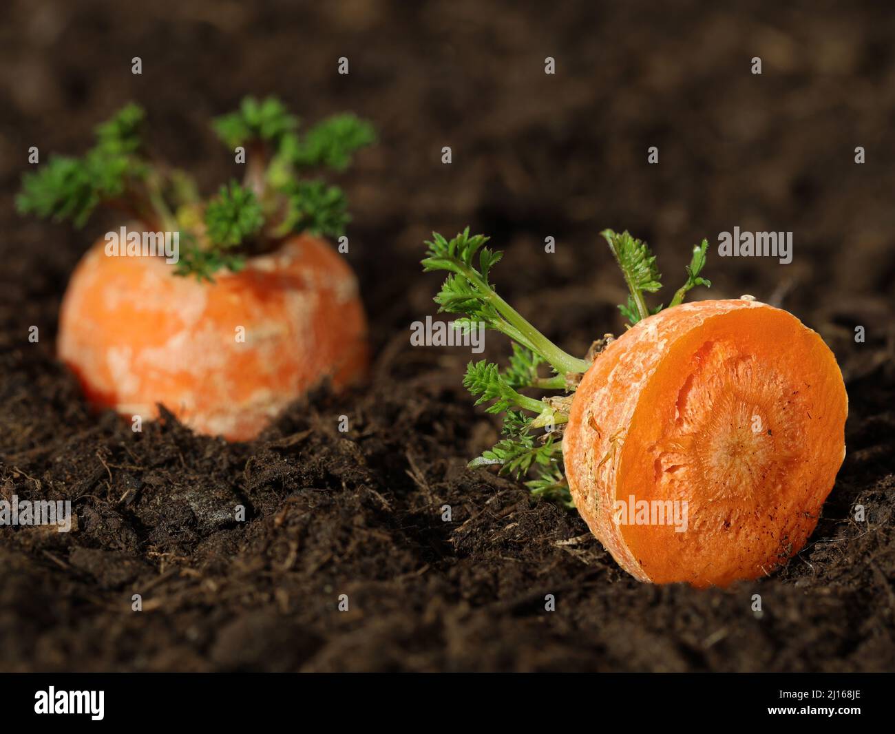 Carrot sections in the soil sprout green again, vegetable propagation ...