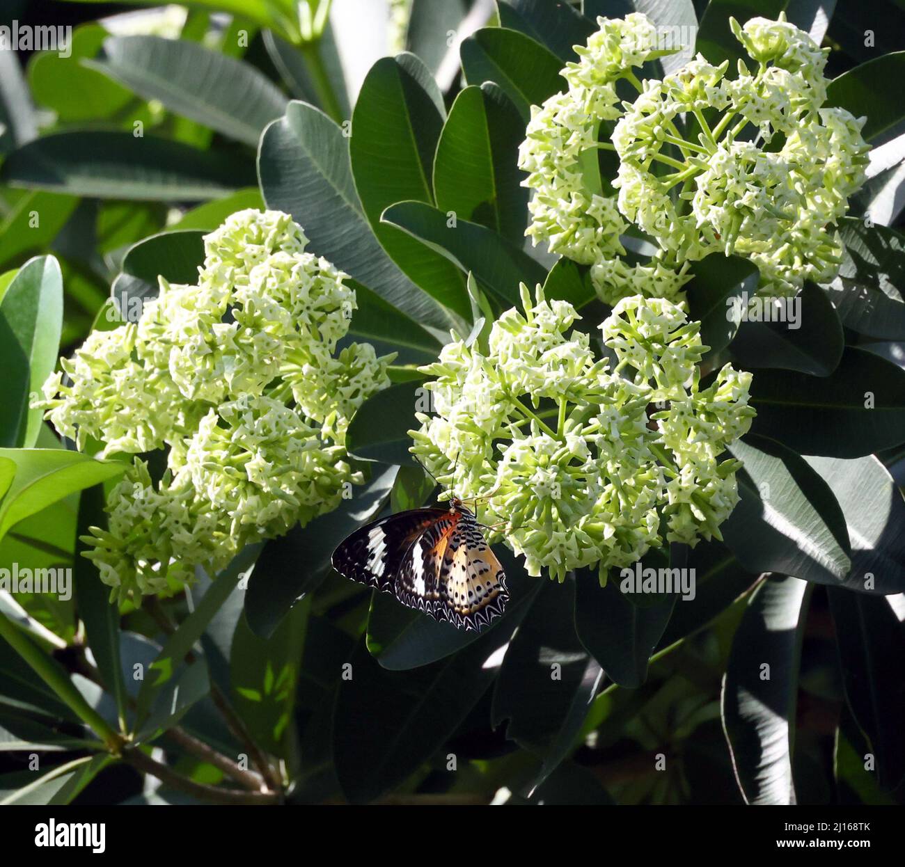 Milk flowers hi-res stock photography and images - Alamy