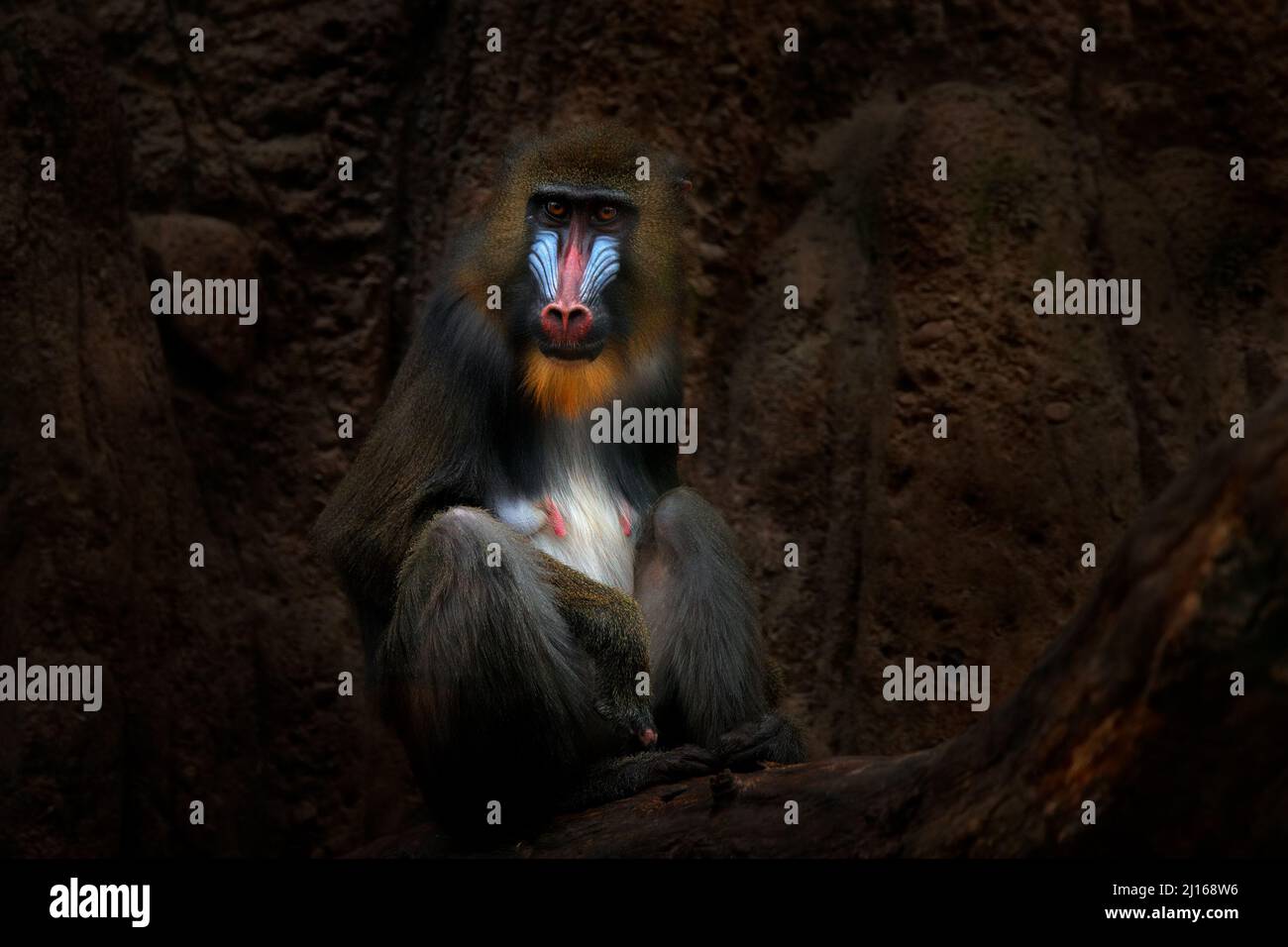 Mandrill, Mandrillus sphinx, sitting on tree branch in dark tropical ...