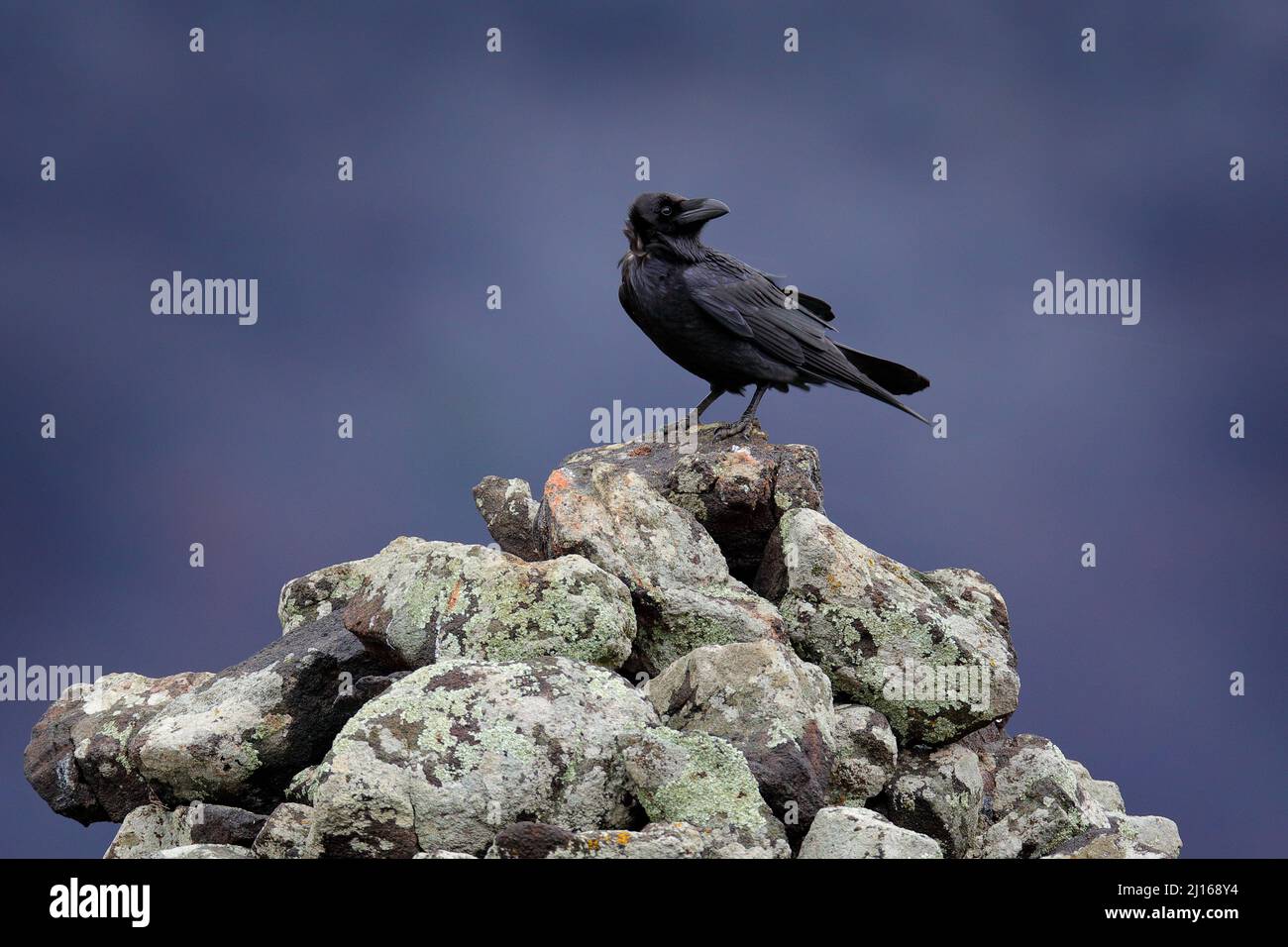 Raven, foggy day. Black raven sitting on the stone. Stone with lichen ...