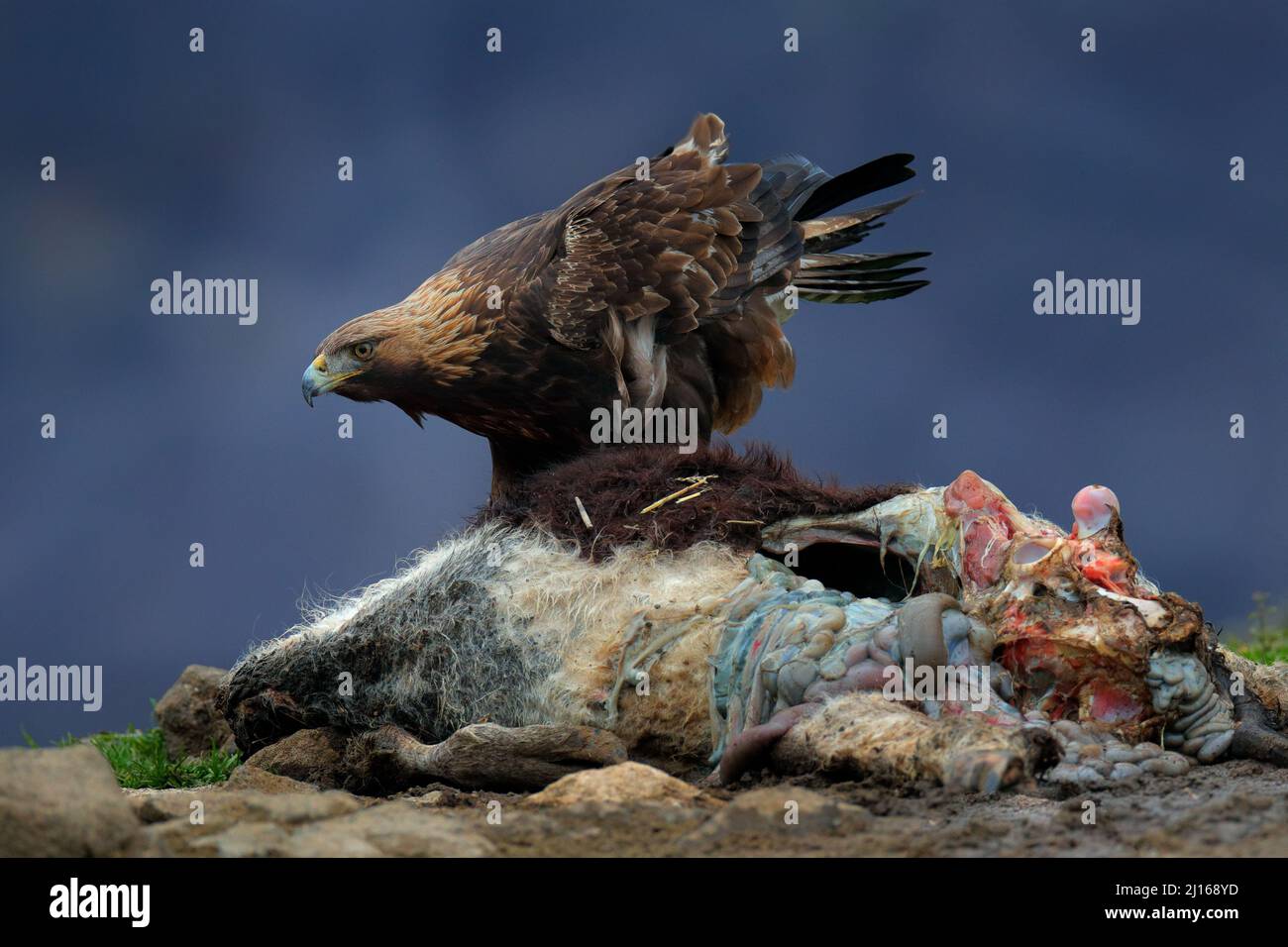 Eastern Rhodopes rock with eagle. Flying bird of prey golden eagle with ...