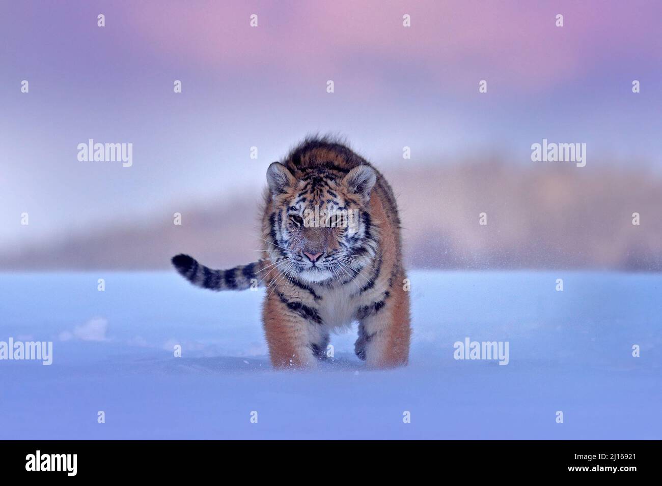 Wildlife Russia. Tiger, cold winter in taiga, Russia. Snow flakes with ...
