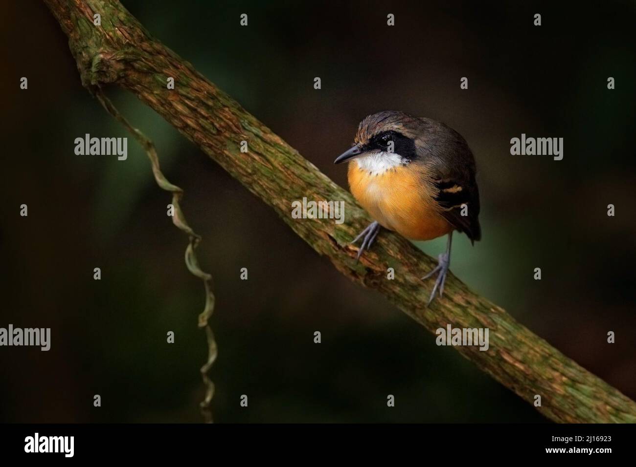 Black faced antbird antbird hi-res stock photography and images - Alamy