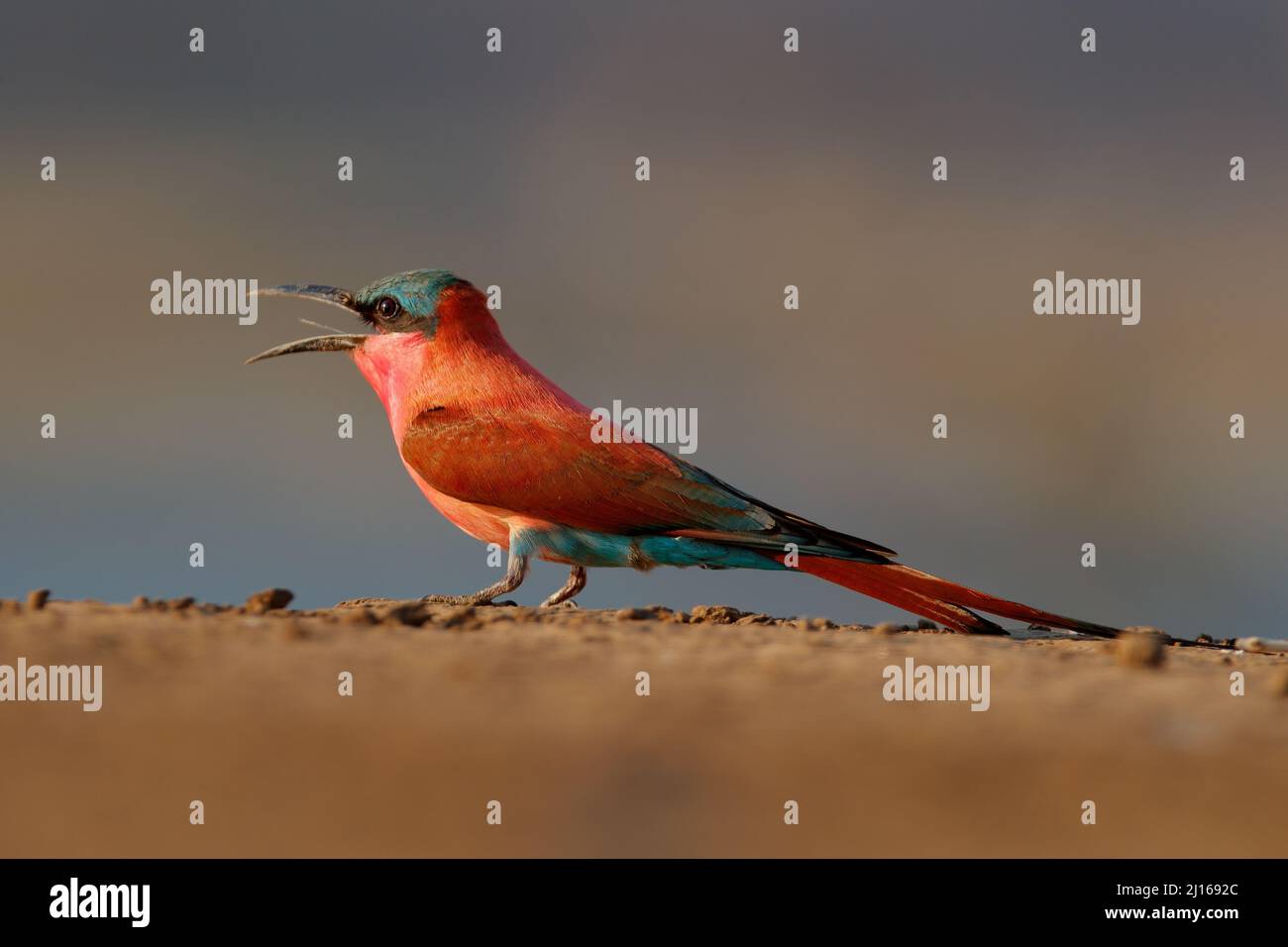 Carmine bee eater botswana hi-res stock photography and images - Alamy