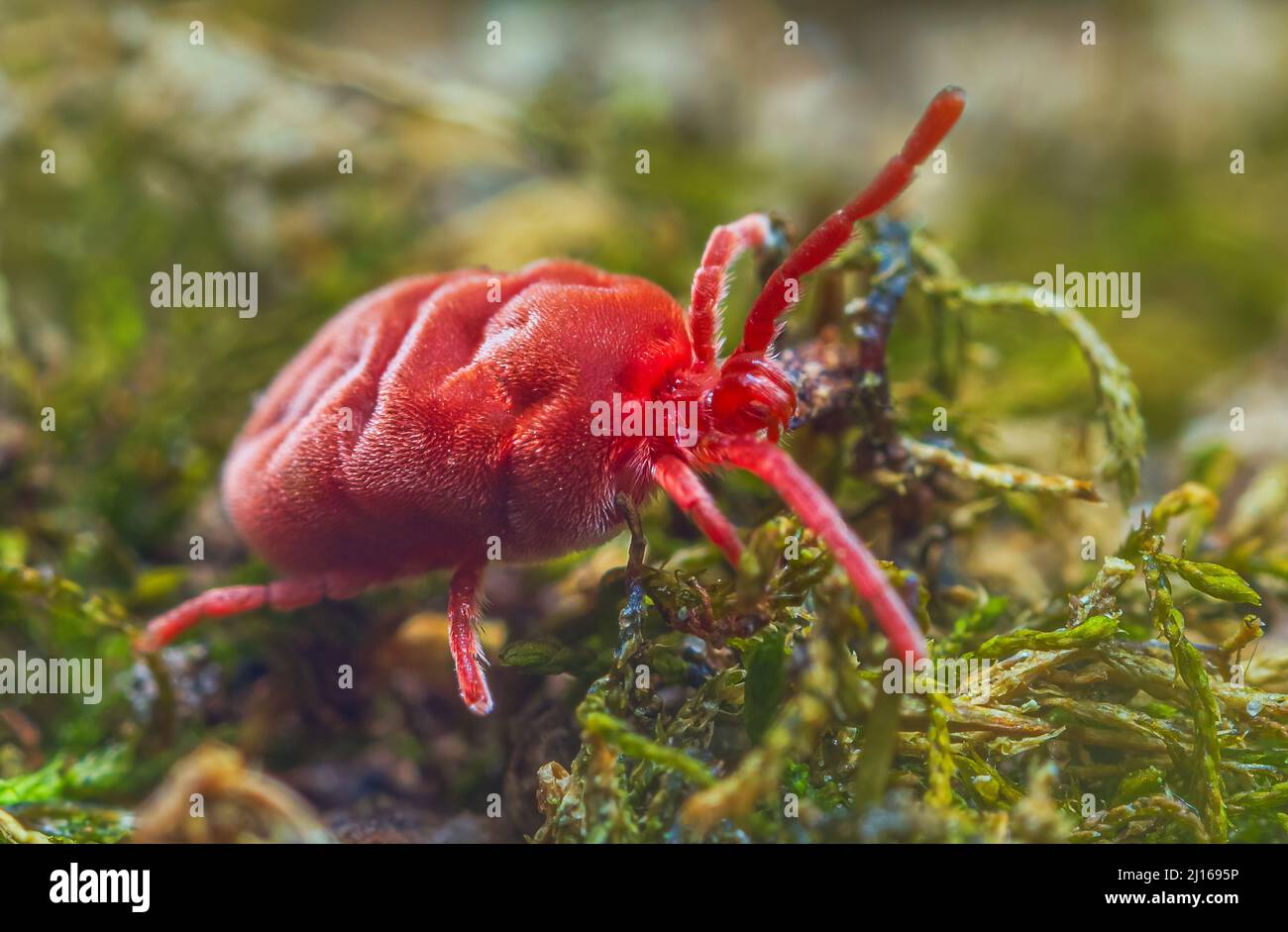 Velvet Mite - Trombidium holosericeum walking on a tree Stock Photo - Alamy