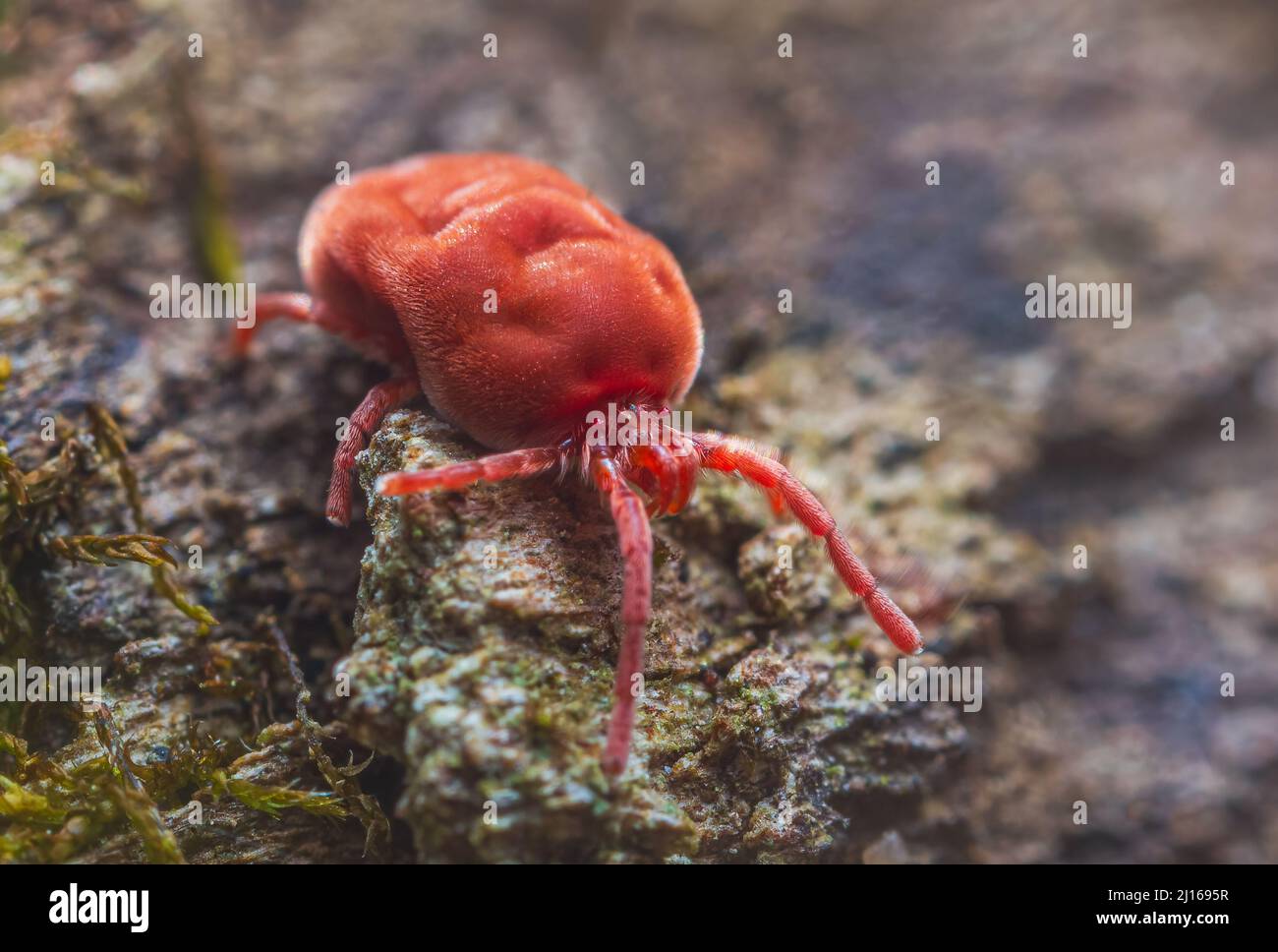 Velvet Mite - Trombidium holosericeum walking on a tree Stock Photo - Alamy