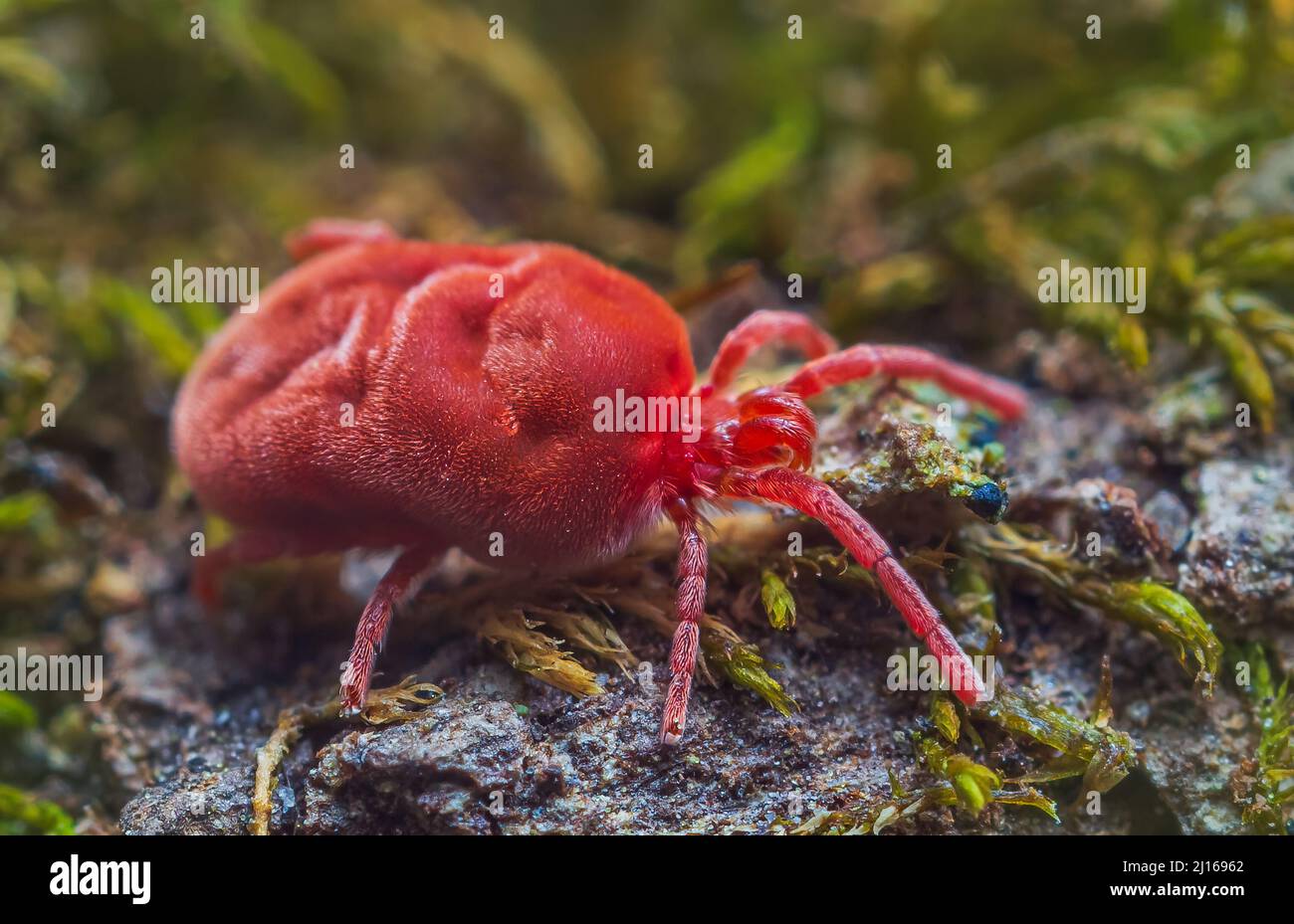 Velvet Mite - Trombidium holosericeum walking on a tree Stock Photo - Alamy