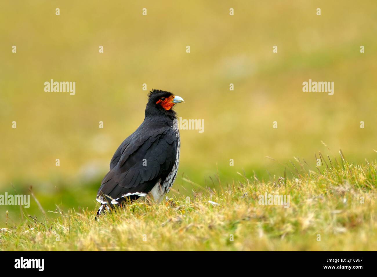 Wildlife Ecuador, mountain birds of prey, Carunculated caracara ...