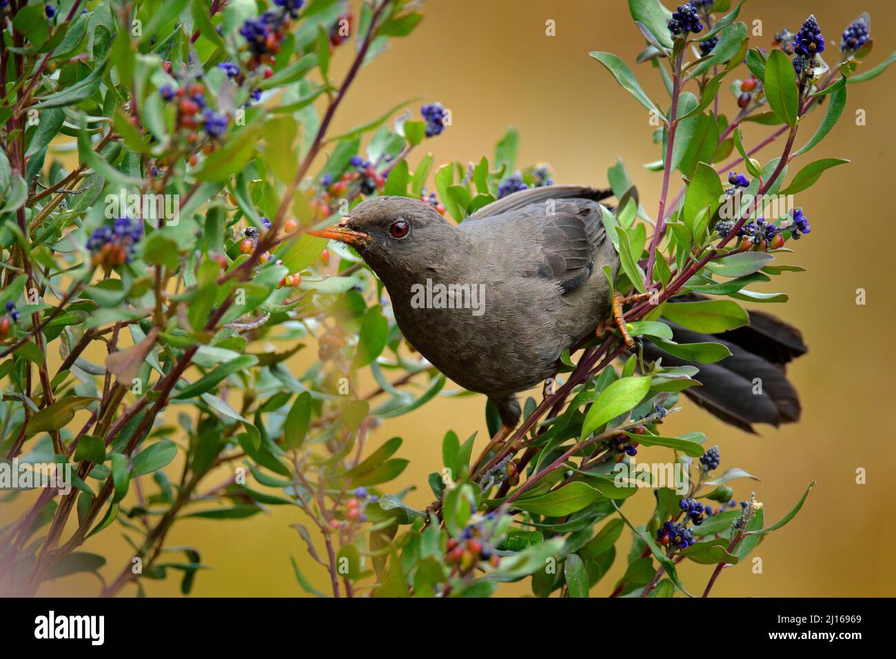 Orange leg bird hi-res stock photography and images - Alamy