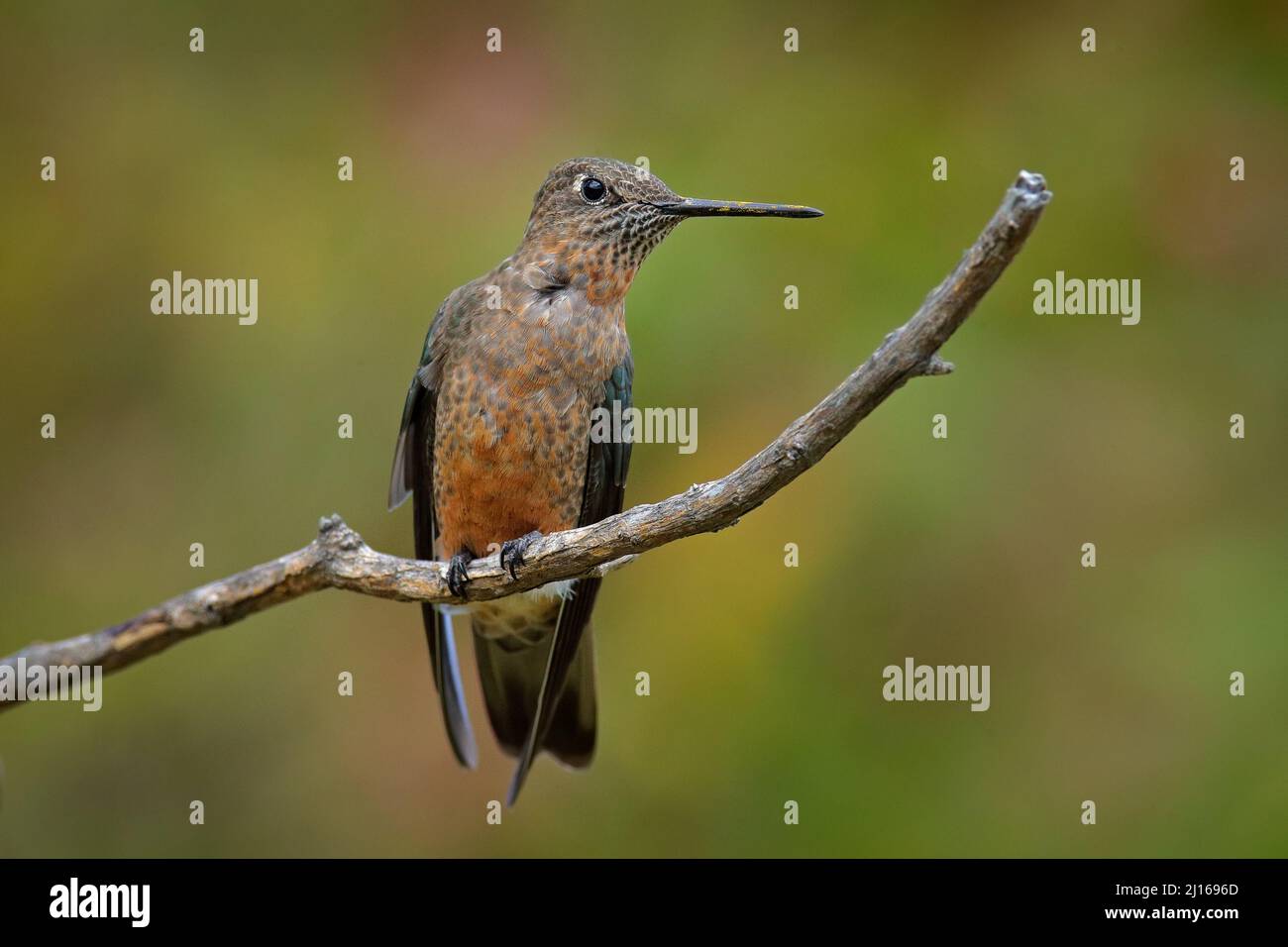 Giant hummingbird, Patagona gigas, bird sitting von the branch in the ...