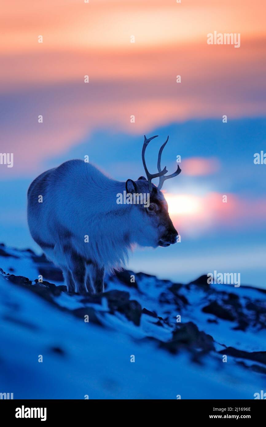 Arctic wildlife. Wild Reindeer, Rangifer tarandus, with massive antlers ...