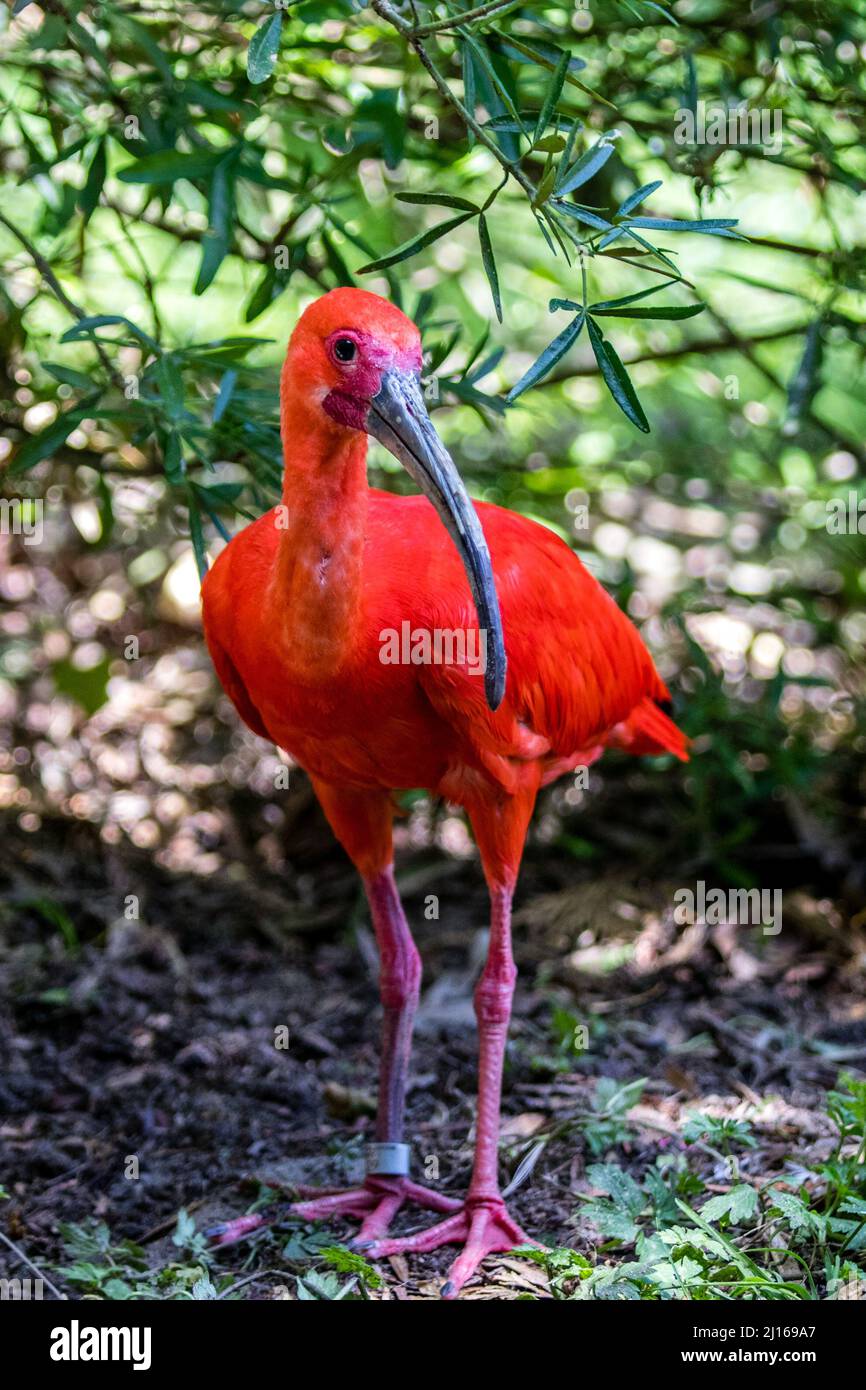 Scarlet ibis face hi-res stock photography and images - Alamy
