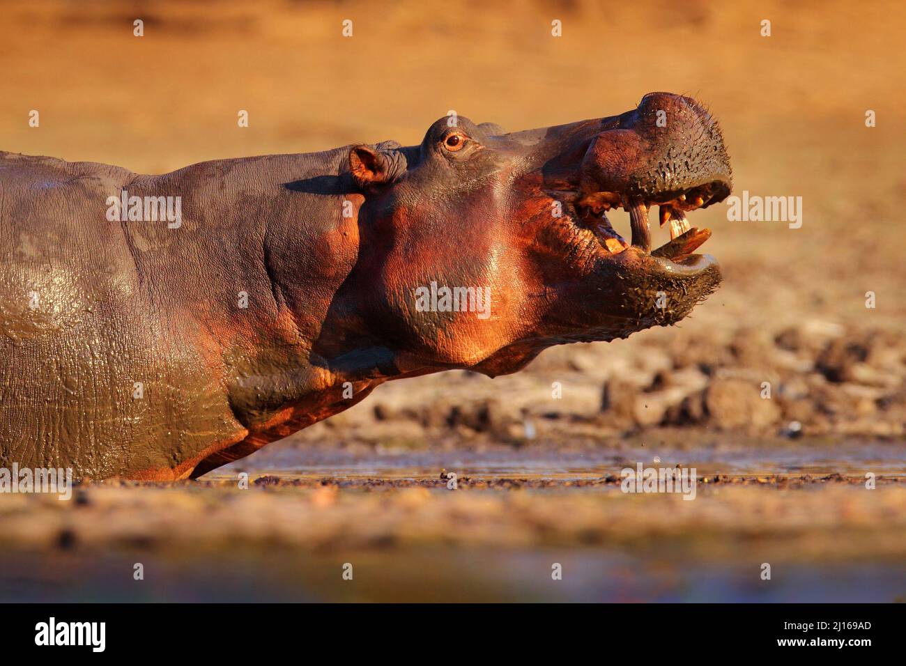 Hippo with open mouth muzzle with toouth, danger animal in the water ...