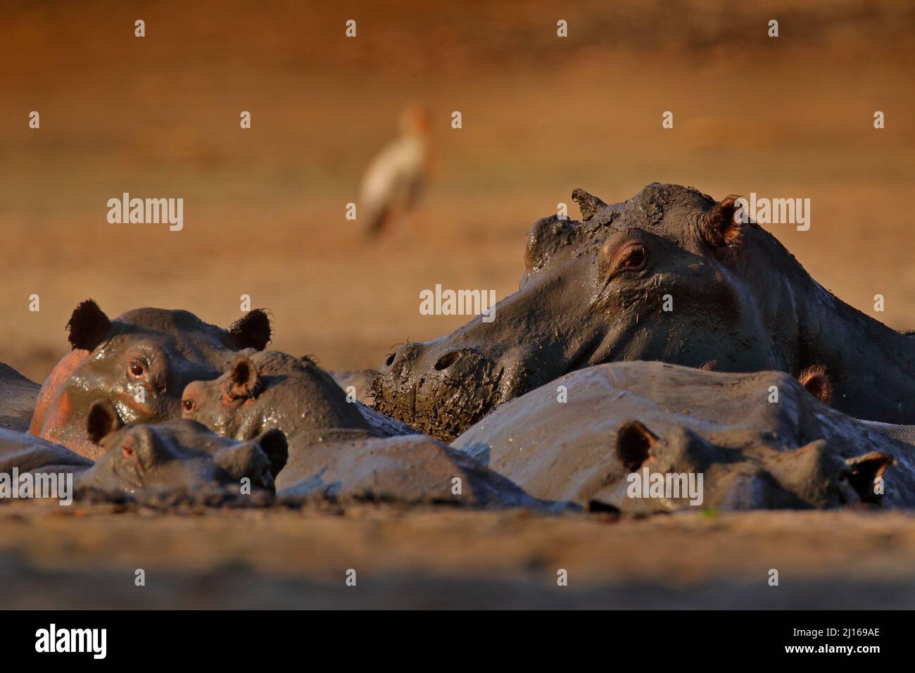 Hippo muddy pool. Hippo with open muzzle in the water. African ...