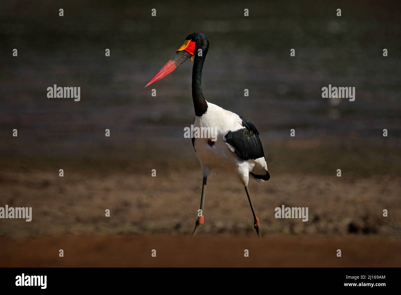 Saddle-billed stork, or saddlebill, Ephippiorhynchus senegalensis, in ...