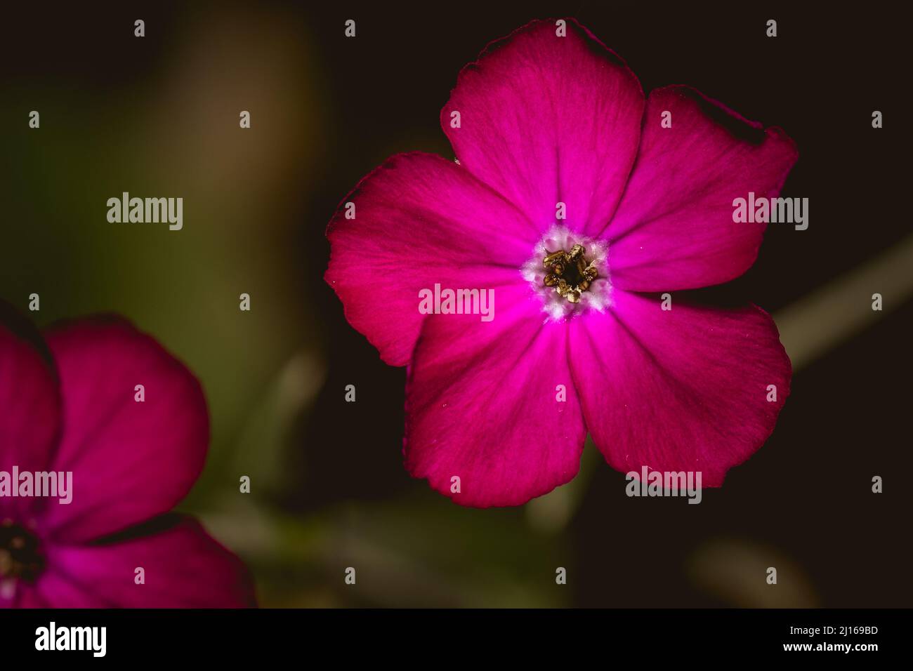 Rose campion leaves hi-res stock photography and images - Alamy