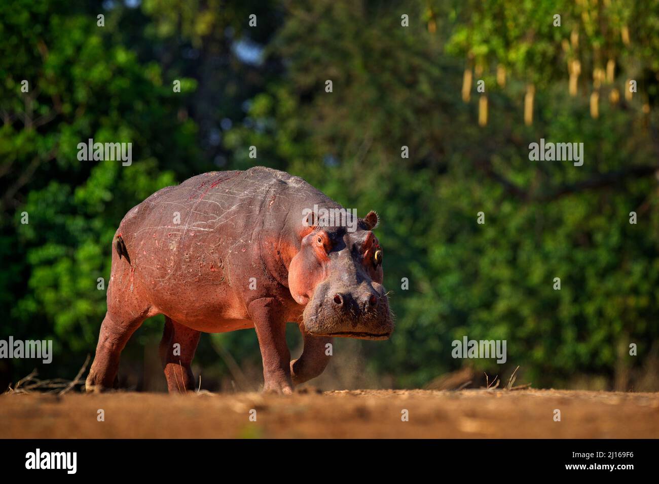 Hippo with injury bloody scar in the skin. African Hippopotamus ...
